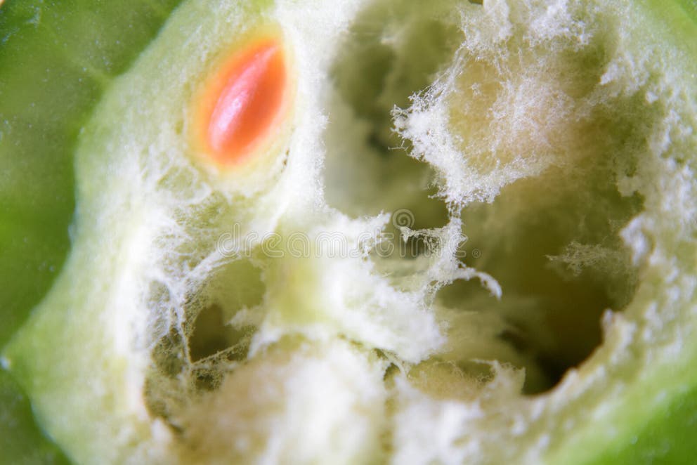 Bitter gourd inside stock image. Image of details, gourd - 141422983