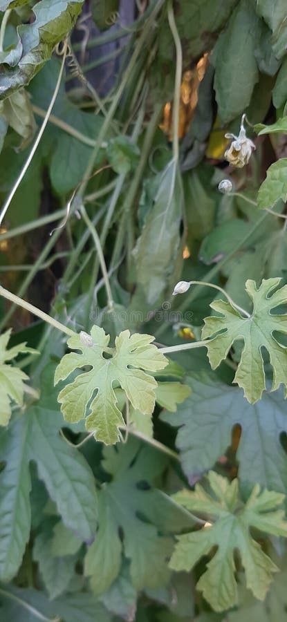 Bitter gourd leaf stock photo. Image of flower, petal - 259794746