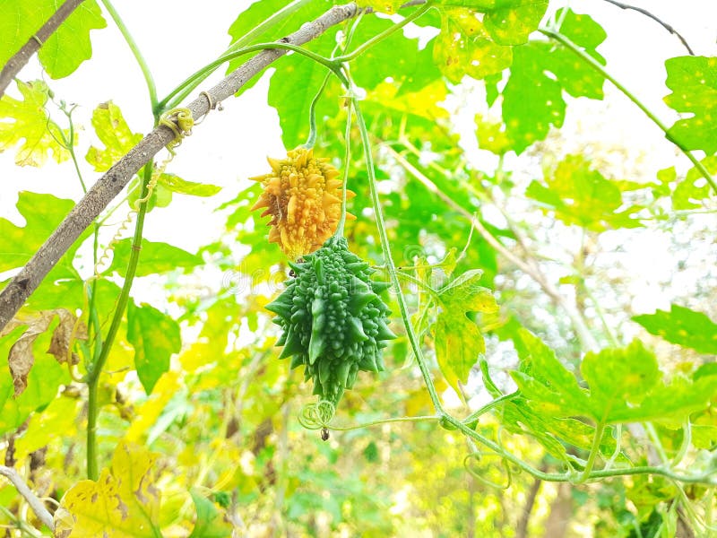 Bitter Gourd @ Bitter Melon Ripened Stock Photo - Image of gourd ...