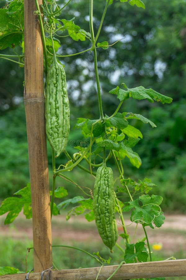 Bitter Gourd or Bitter Melon on the Tree Stock Photo - Image of fruit ...