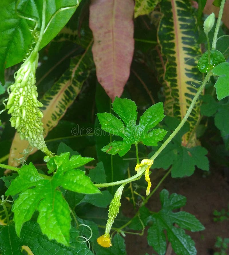 Bitter gourd plant stock image. Image of garden, bitter - 189651293