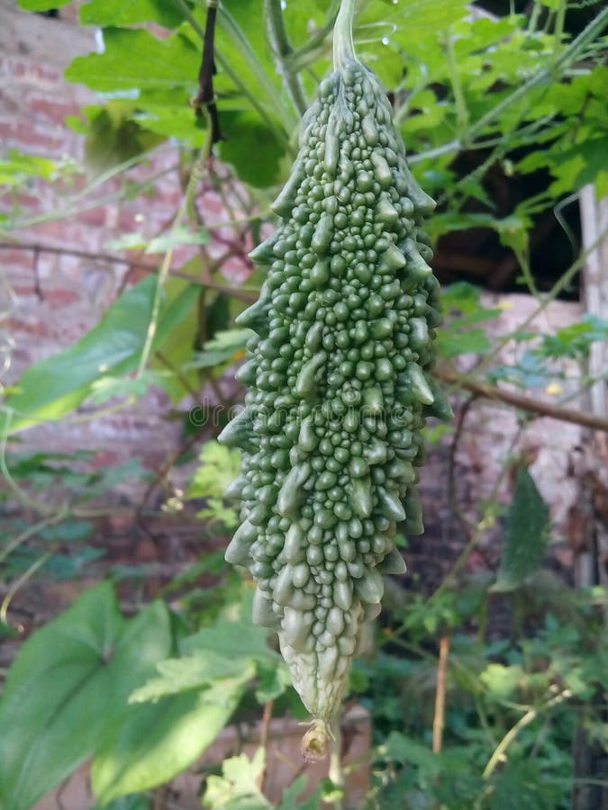 Bitter gourd editorial photography. Image of gourd, bittergour - 126905357