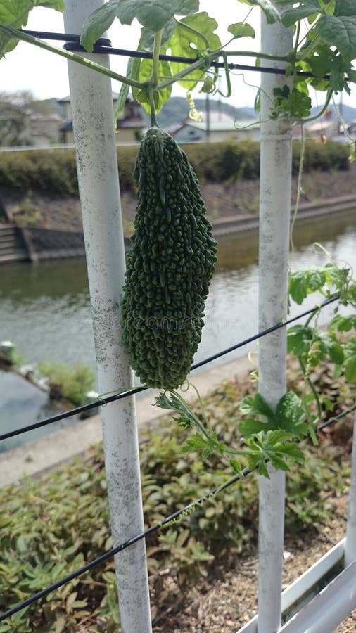 Bitter gourd plant stock photo. Image of field, vegetables - 76767920