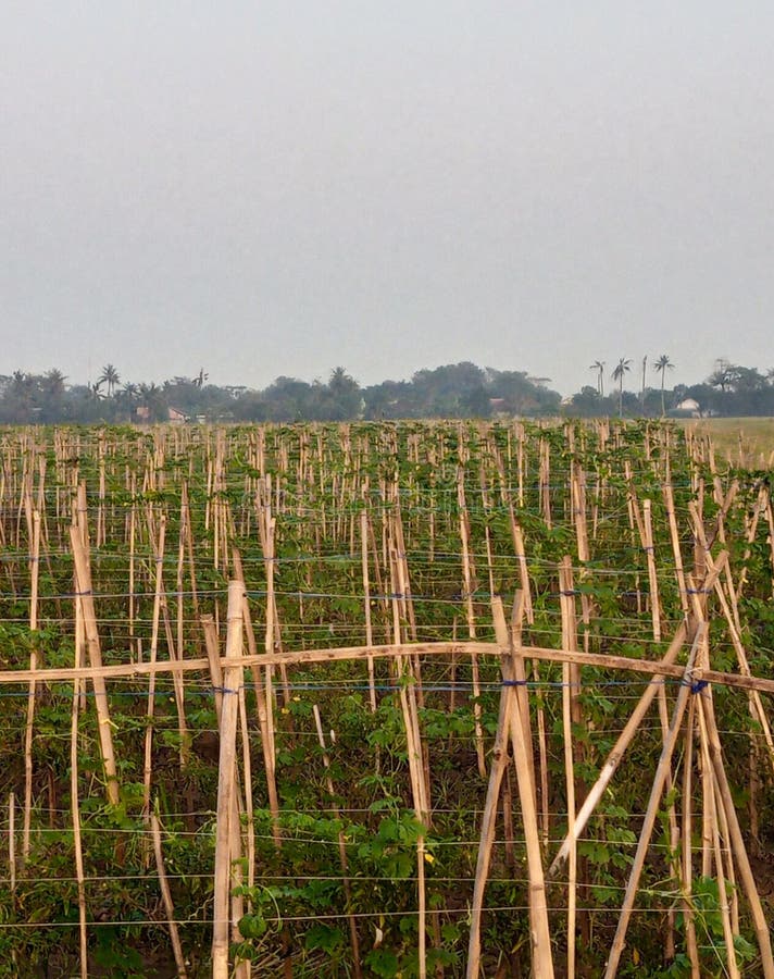 This is in Bitter Gourd Vegetable Plants Planted in Rice Fields Stock ...