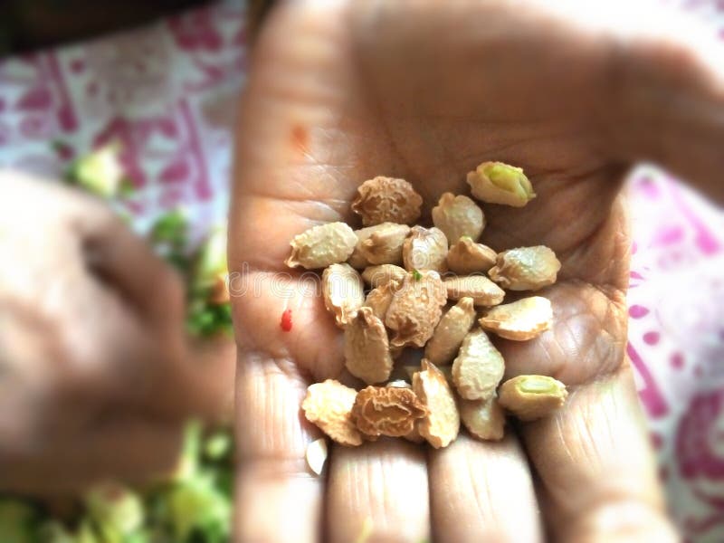 Bitter Ground Seeds Images Picture Stock Image - Image of cuisine ...