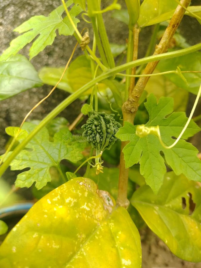 Bitter Ground stock image. Image of vegitable, agriculture - 247693035