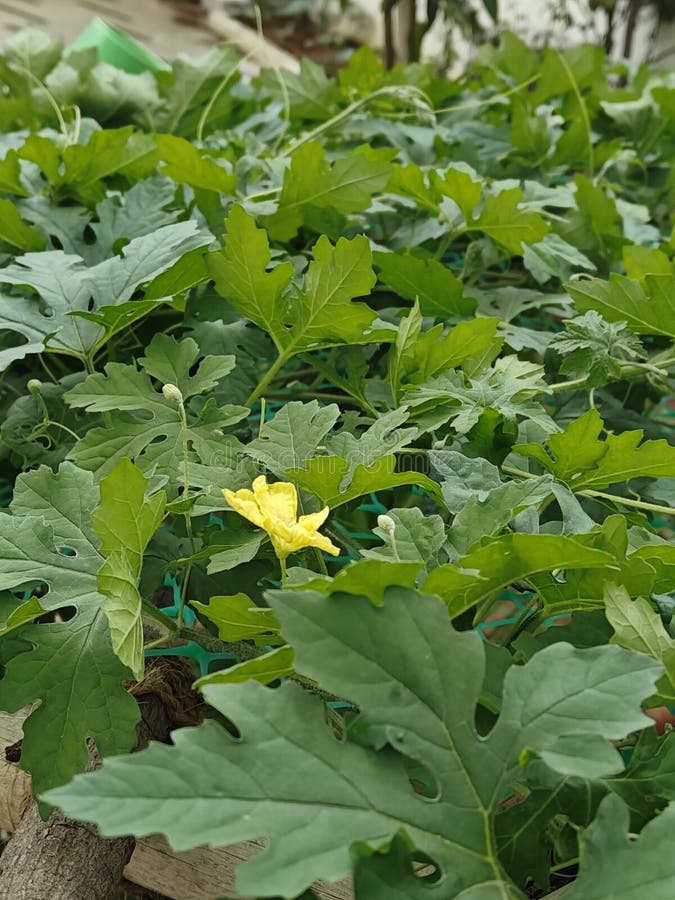 Bitter Guard Crop Stock Photos - Free & Royalty-Free Stock Photos from ...