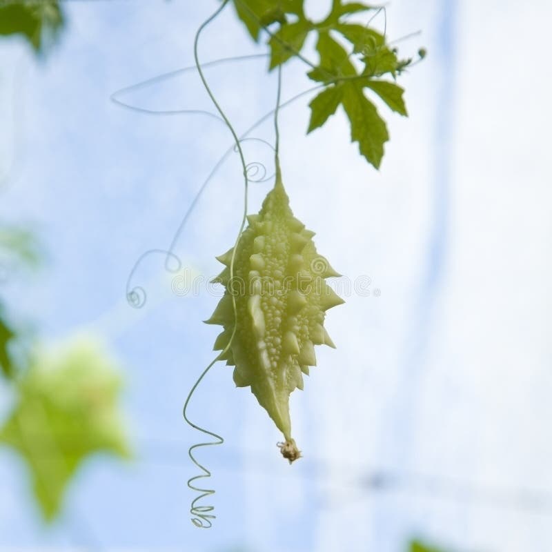 Bitter meloen groen fruit stock afbeelding. Image of vrucht - 10885015