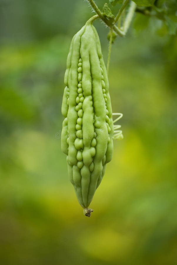 Bitter Melon stock photo. Image of vine, vegetarian, vegetable - 32168842
