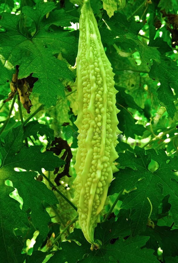 Bitter Melon stock photo. Image of vine, vegetarian, vegetable - 32168842