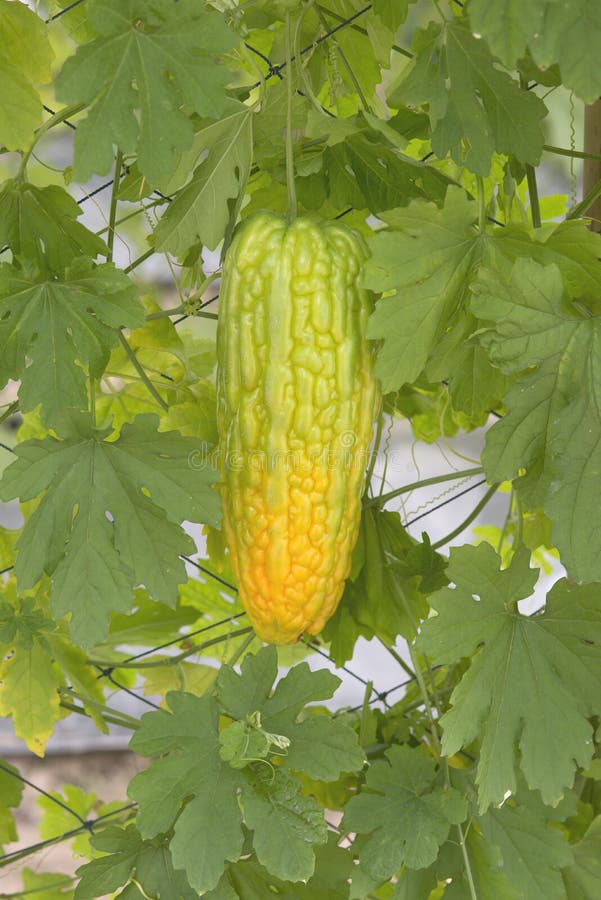 Bitter melon on its tree stock image. Image of leaf, momordica - 55059751