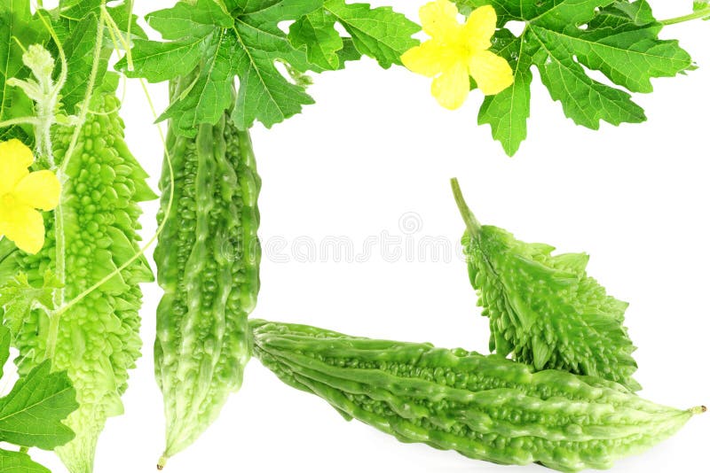 Bitter Melon or Bitter Gourd with Plant Stock Image - Image of cuisine ...