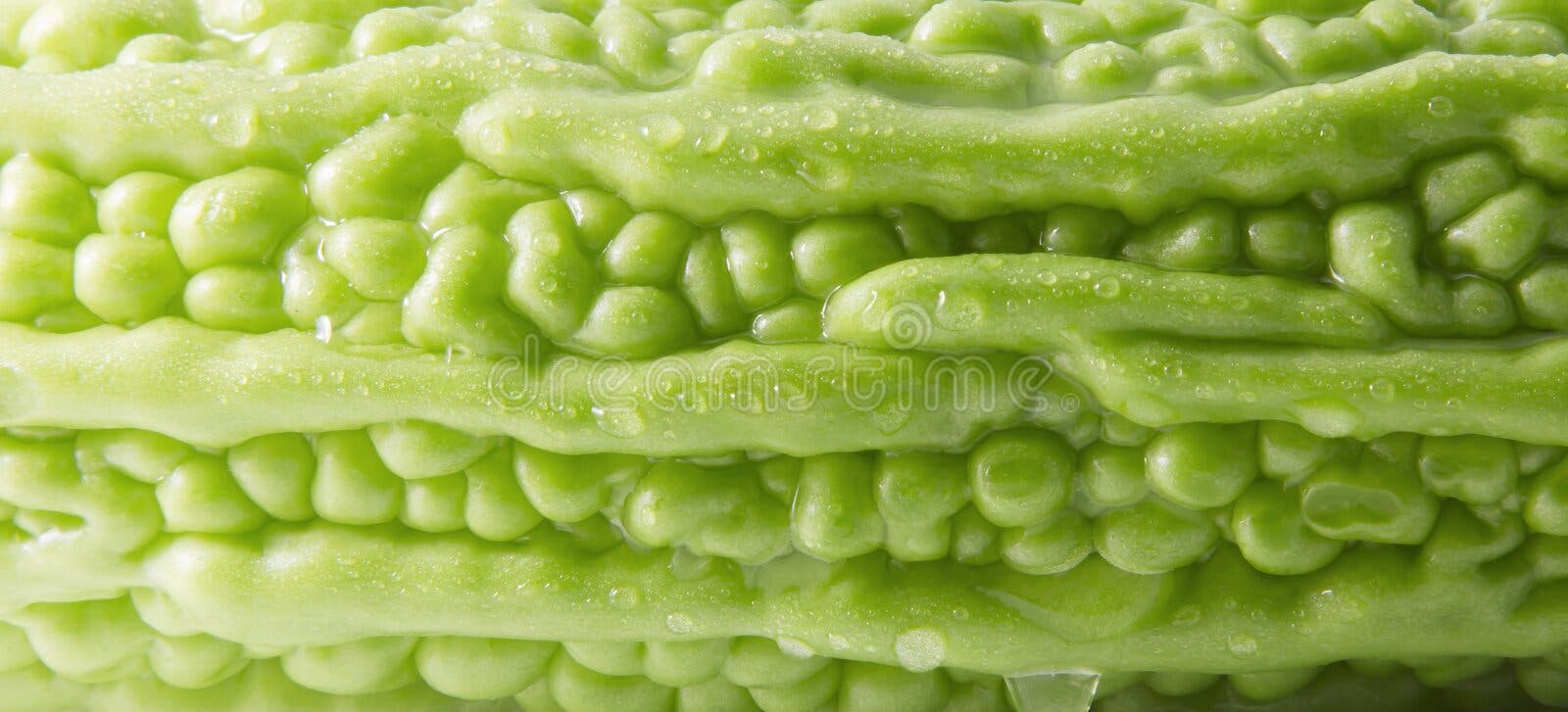 Bitter Melon cross section stock photo. Image of chinese - 54404422