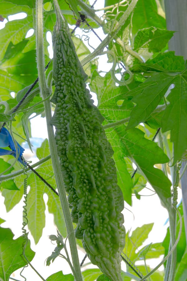 Bitter Melon stock image. Image of organic, vegetarian - 32500319