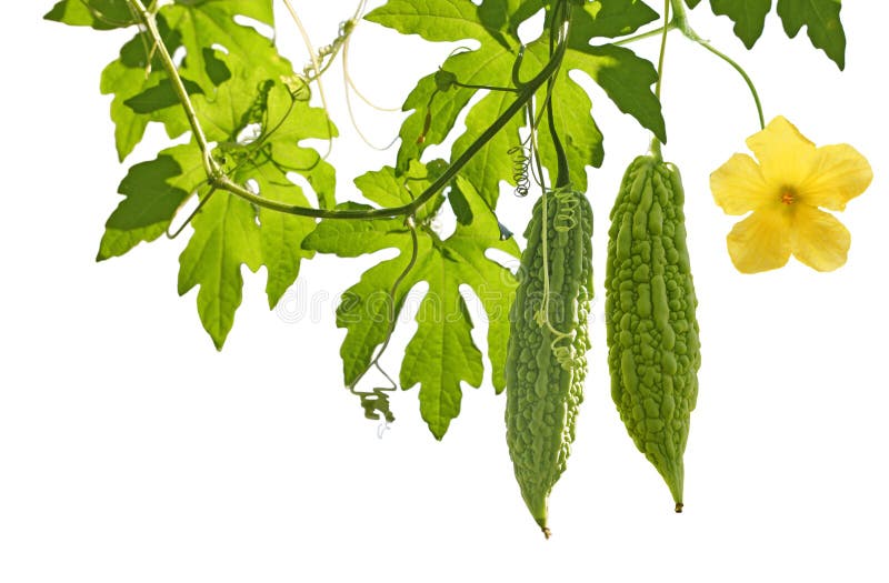 Bitter Melon Leaf stock image. Image of fresh, vegetable - 20428781