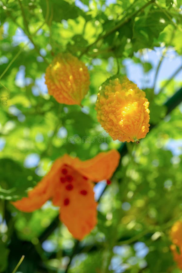 Bitter Melon, Bitter Gourd or Bitter Squash Hanging Plants in a Farm ...