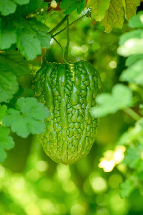 Bitter Melon, Bitter Gourd or Bitter Squash Hanging Plants in a Farm ...