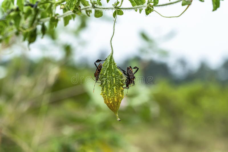 Bitter Melon is Infected by Stink Bugs Stock Photo - Image of leaf ...