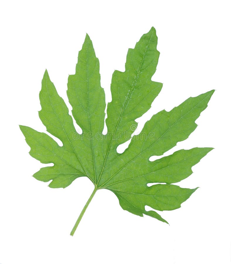Bitter Melon Leaf stock image. Image of leaves, background - 20428781