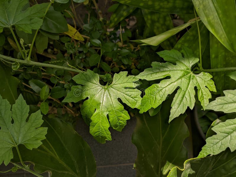 Bitter Melon Leaves at the Garden Stock Photo - Image of autumn ...