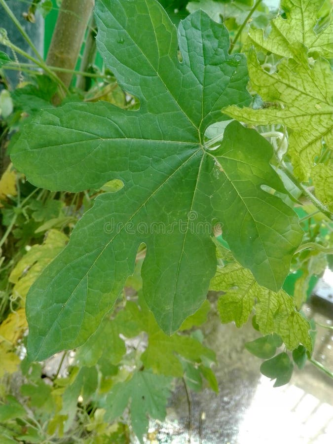 Bitter Melon Leaves on the Moringa Leaf Tree in Front of the House ...