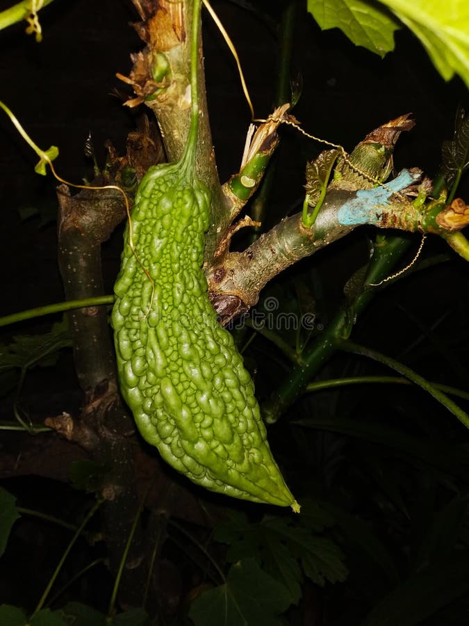 Bitter Melon Leaf stock image. Image of leaves, background - 20428781