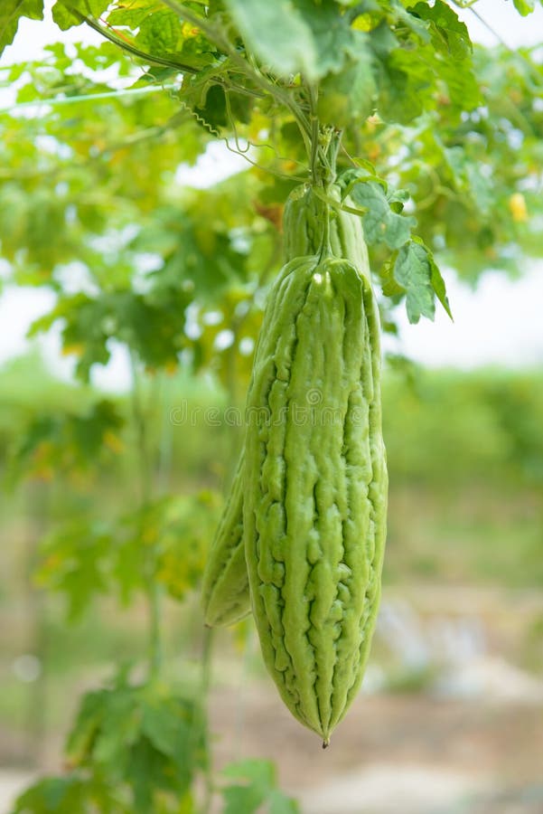 Bitter Melon stock photo. Image of vine, vegetarian, vegetable - 32168842