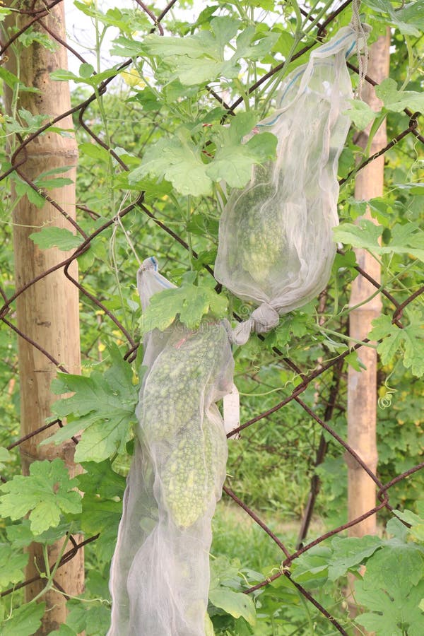 Bitter Melon on Tree in the Firm Stock Image - Image of vegetarian ...