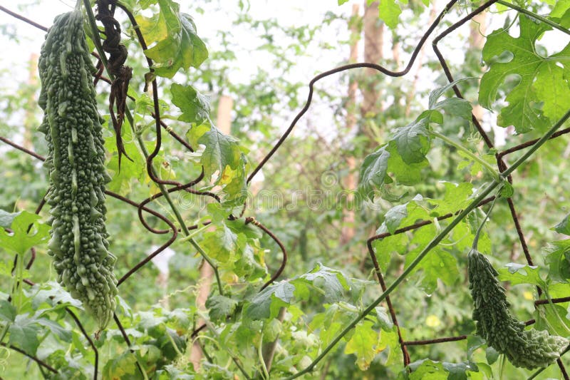 Bitter Melon on Tree in the Firm Stock Image - Image of closeup, melon ...