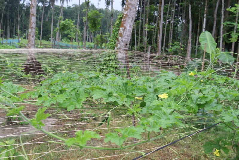 Bitter Melon Tree View on Field Stock Image - Image of karela ...