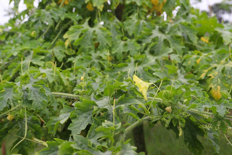 Bitter Melon Tree View on Field Stock Photo - Image of leaf ...