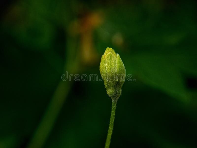 Bitter Melon Vegetable Flower Petals Stock Image - Image of flower ...