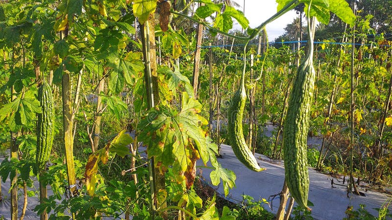 Bitter Melon Vegetable Plants in the Field Taken in the Morning Stock ...