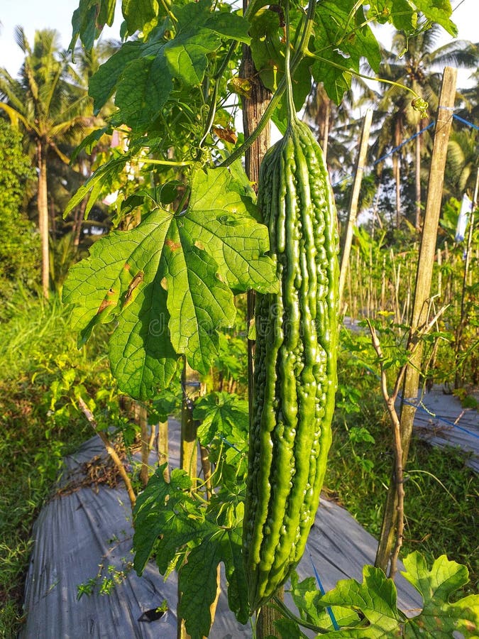Bitter Melon Vegetable Plants in the Field Taken in the Morning Stock ...