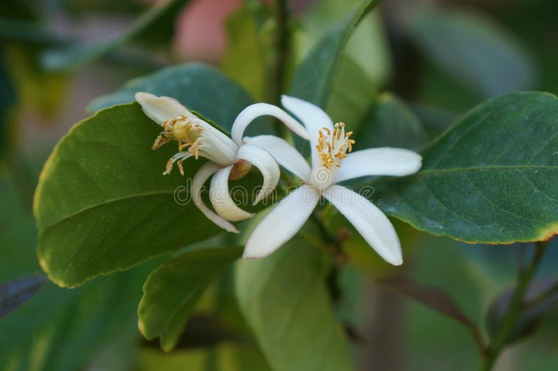 Bitter Orange Blossom, Focus on the Flower Stock Image - Image of ...