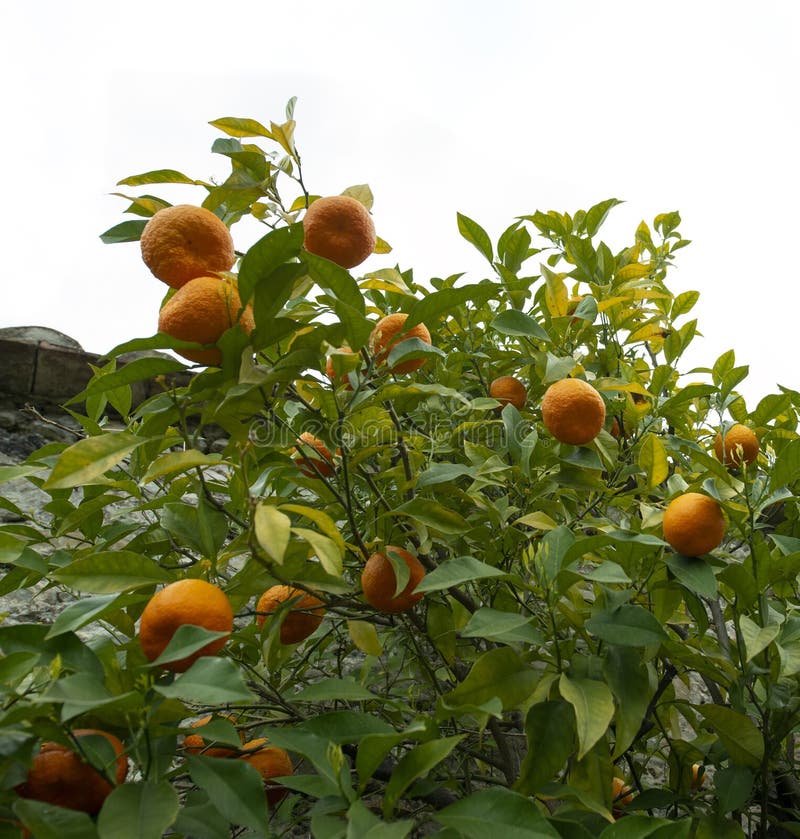 Sour Orange - Bigarade Orange Tree in the Detail Stock Image - Image of ...