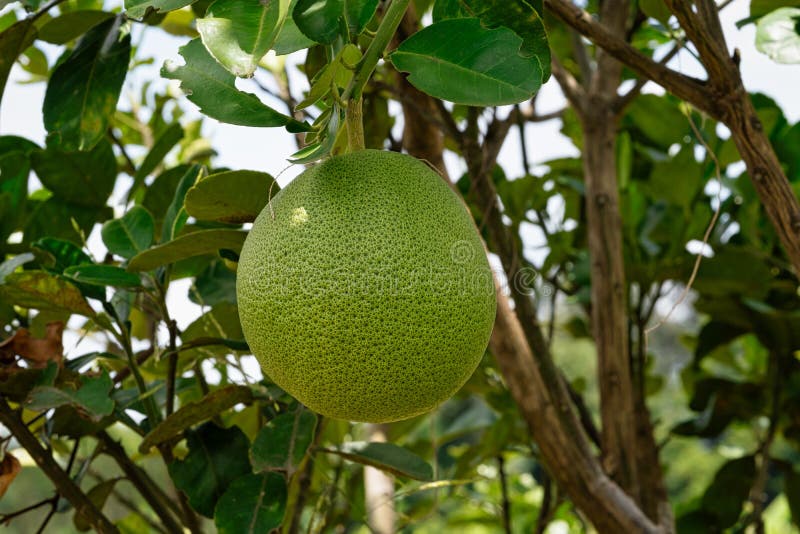 Bitter Orange on Tree stock image. Image of food, ripe - 224894005