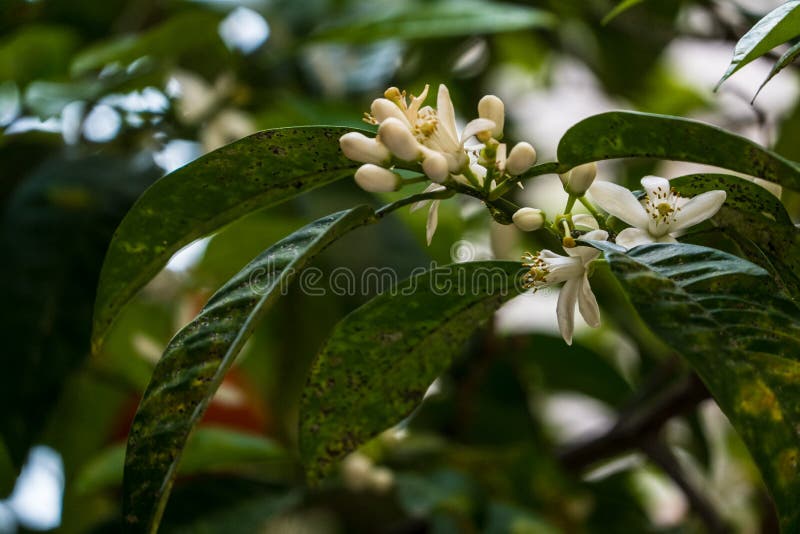 Bitter Orange Tree Flowers and Fruits Stock Image - Image of fruits ...