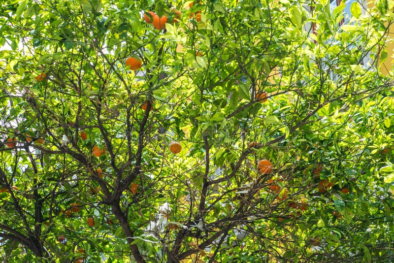 Bitter Orange Tree Flowers and Fruits Stock Image - Image of leaf ...