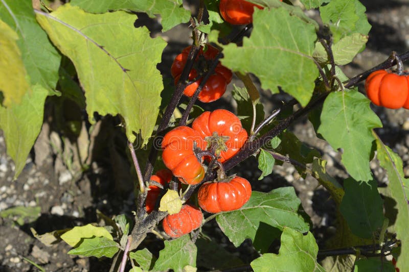 Bitter tomato stock image. Image of leaf, botany, fruit - 347937921