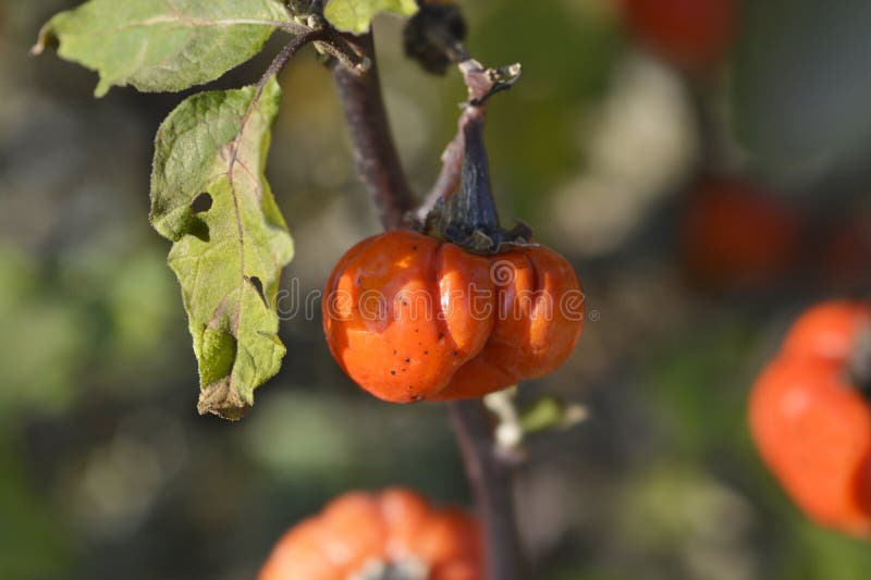 Bitter tomato stock image. Image of aethiopicum, scarlet - 367559879