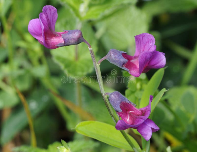 Bitter Vetch Flowers stock image. Image of three, fabaceae - 53578811