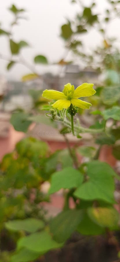 Bittergourd Flower in Garden Stock Image - Image of bitter, bittergourd ...