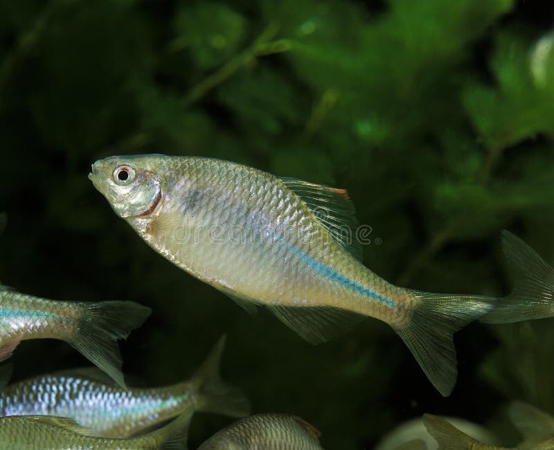 Bitterling, Hodeus Sericeus Amarus Stock Image - Image of view ...