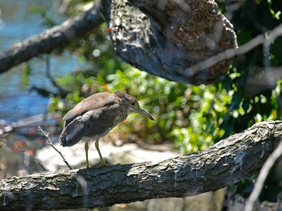 Bittern stock image. Image of marsh, avian, female, feathers - 15166043