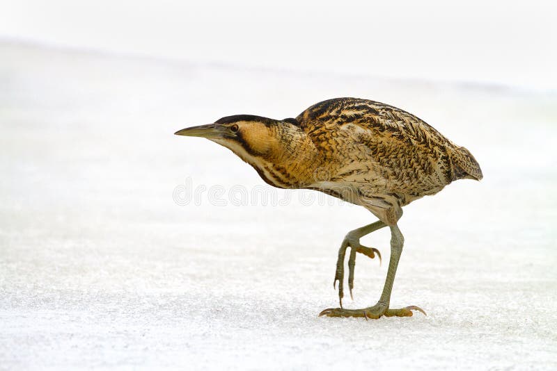 Bittern stock image. Image of neck, european, crane, beautiful - 21987279