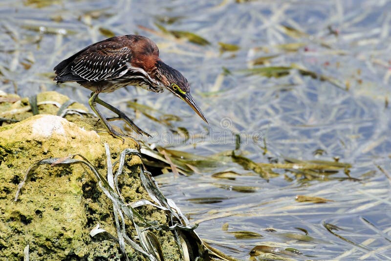 American Bittern Bird stock photo. Image of beak, feathers - 20474432