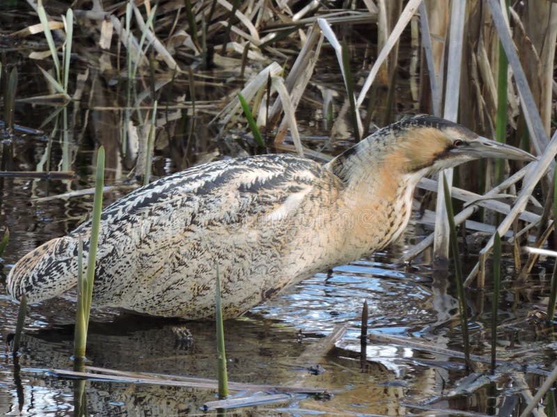 A Bittern Bird Wading through Reeds Stock Image - Image of beak, water ...