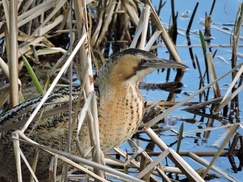 A Bittern Bird Wading through Reeds Stock Image - Image of side ...