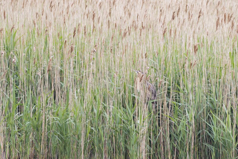 Bittern (Botaurus Stellaris) Stock Photo - Image of botaurus, rare ...